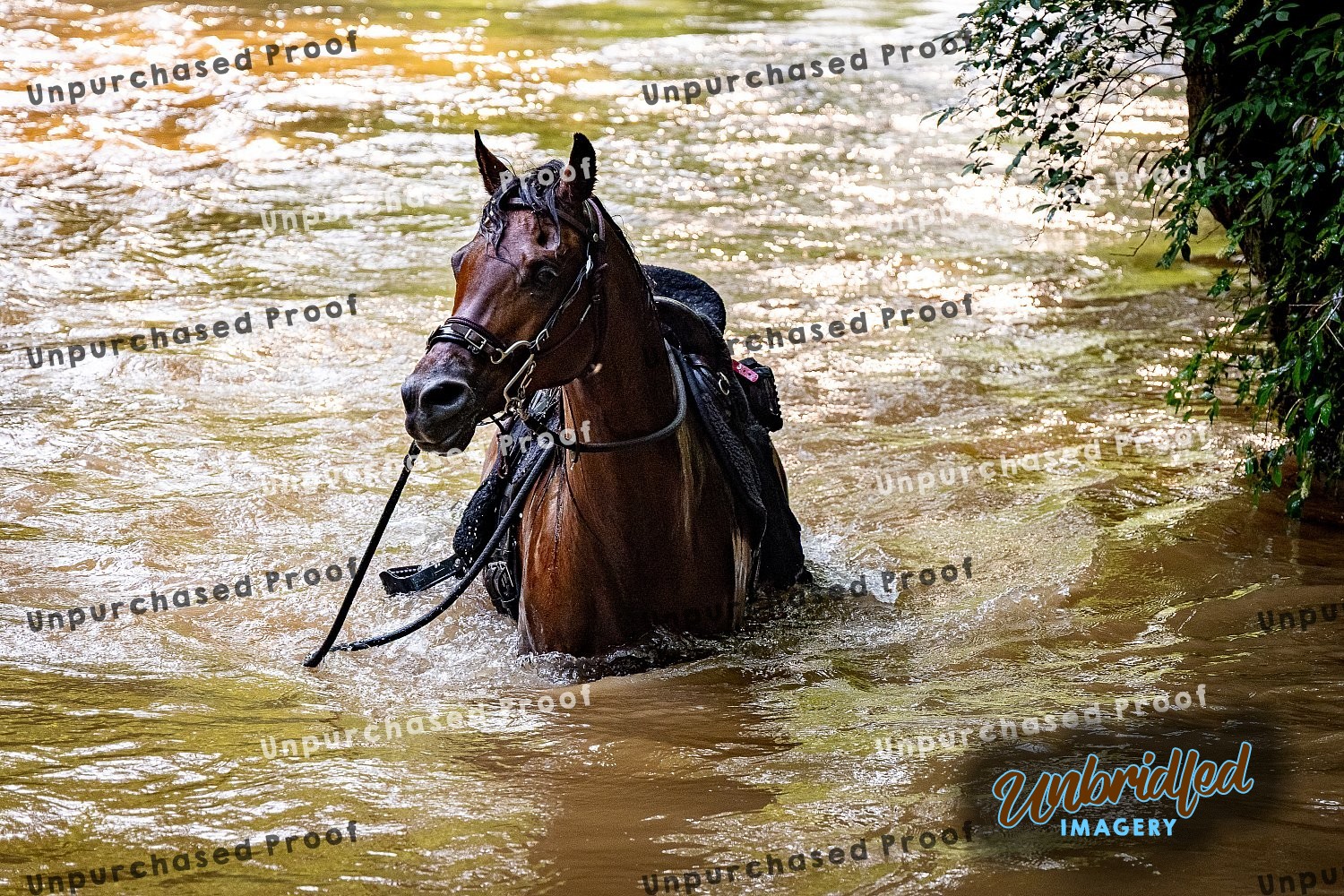 2025 Moonshine Run - Events - Endurance Races - Unbridled Imagery